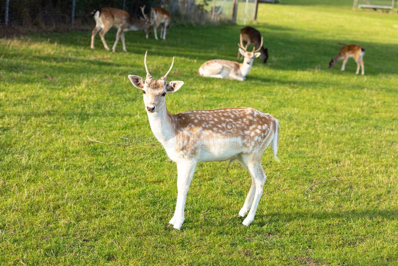 A Group of Chitals/ Spotted Dears in the Zoo. Stock Image - Image of ...