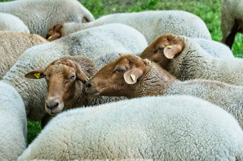 Herd of coburg fox sheep stock image. Image of coburg - 159105509