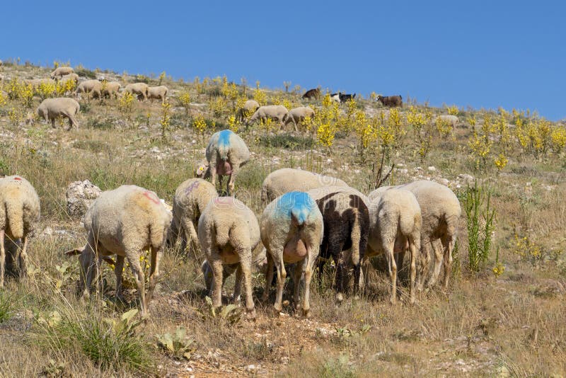 Herd of Colored Sheep Feeding on a Hill, Turkey Stock Photo - Image of ...