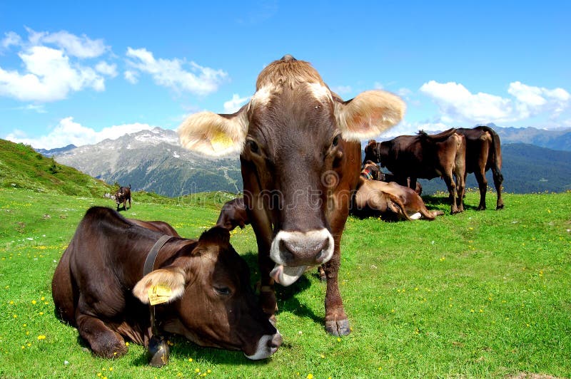 Herd of cows stock photo. Image of italy, cattle, ghats - 11316322