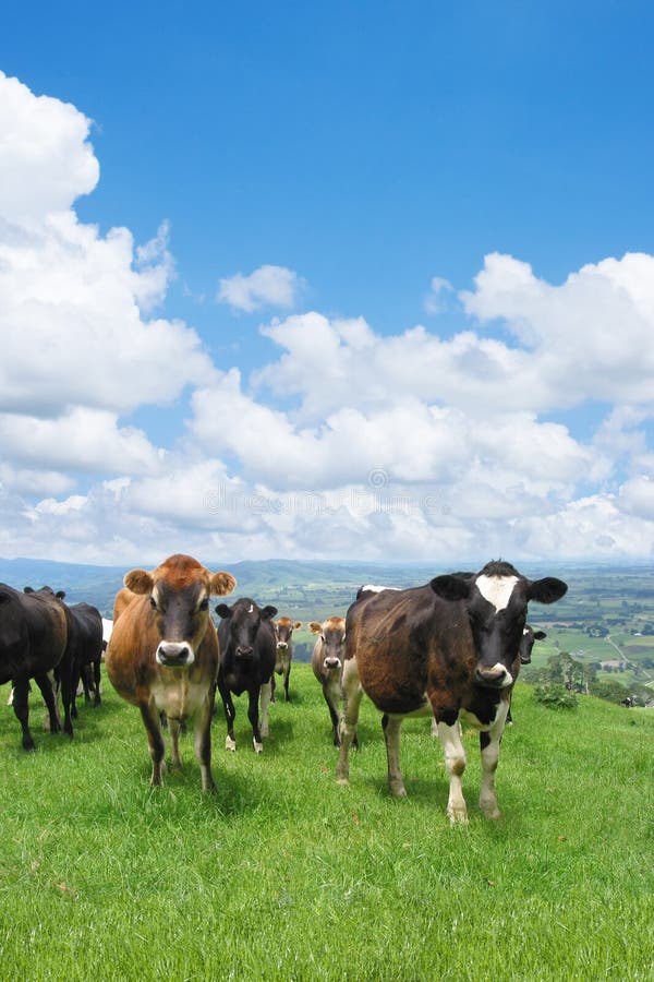 Herd of cows stock image. Image of hill, pasture, group - 14233479