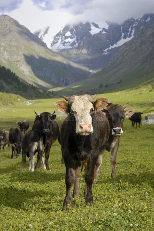 Herd of cows stock photo. Image of alpine, pasture, livestock - 19469758