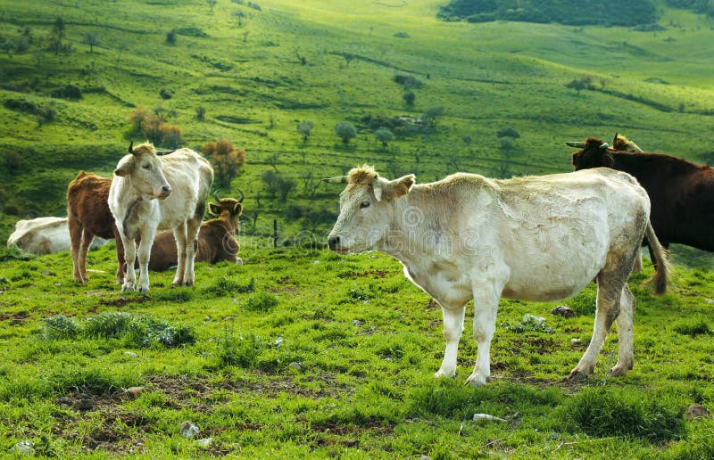 Herd of cows stock image. Image of cattle, alpine, close - 24850899