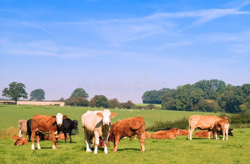 Herd of Cows stock image. Image of england, calves, trees - 9267999