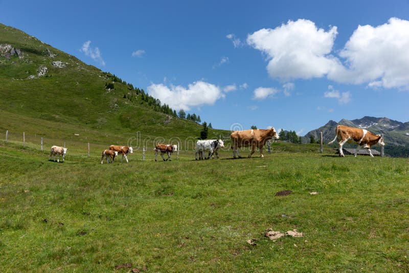 Herd of Cows in Austrian Alps. Austria Stock Image - Image of livestock ...
