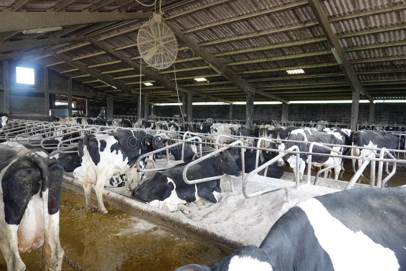 A Herd of Cows are in a Barn with a Lot of Dirt and Mud Stock Photo ...