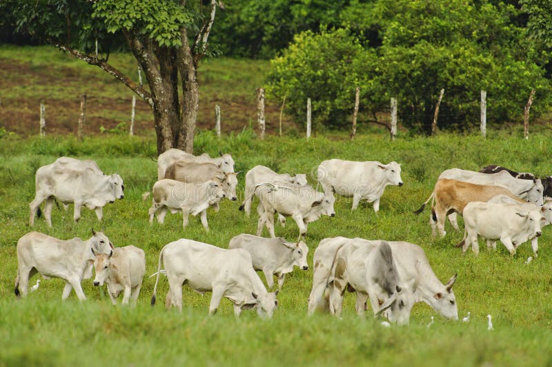 Herd of cows, Costa Rica stock photo. Image of forest - 77377226