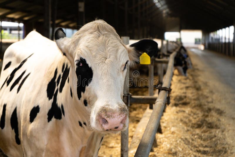 Herd of Cows on a Dairy Farm Stock Photo - Image of herd, beef: 295434650