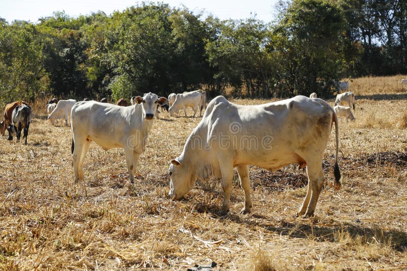 Herd of Cows in a Dry Grass Field. a Cow is Looking at the Camera Stock ...