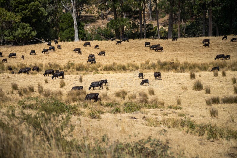 Herd of Cows in a Dry Summer in a Field on a Farm in a Drought Stock ...