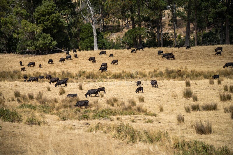 Herd of Cows in a Dry Summer in a Field on a Farm in a Drought Stock ...