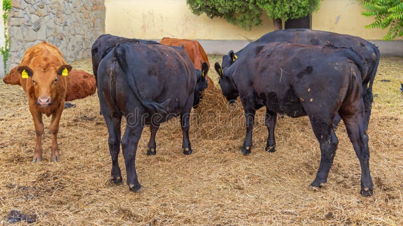 Cattle Eating Hay stock photo. Image of cattle, food - 268293064