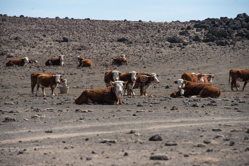 Herd of Cows in Empty Arid Desert Starving without Food and Water ...
