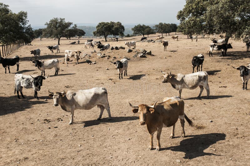 Herd of Cows in Extensive Production System in Andalusia in Dry Summer ...