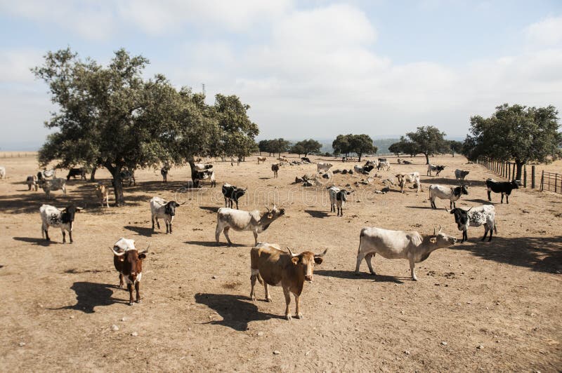 Herd of Cows in Extensive Production System in Andalusia in Dry Summer ...