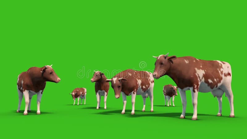 Herd of Cows Farm Animals Green Screen 3D Rendering Animation Stock ...