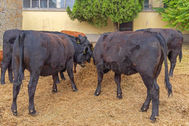 Herd of Cows Farm stock photo. Image of farm, agriculture - 368676986