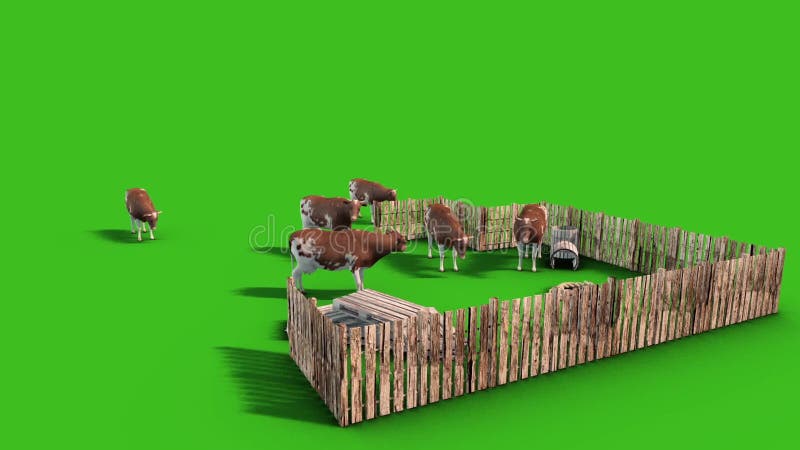 Herd of Cows Farm Animals Front Green Screen 3D Rendering Animation ...