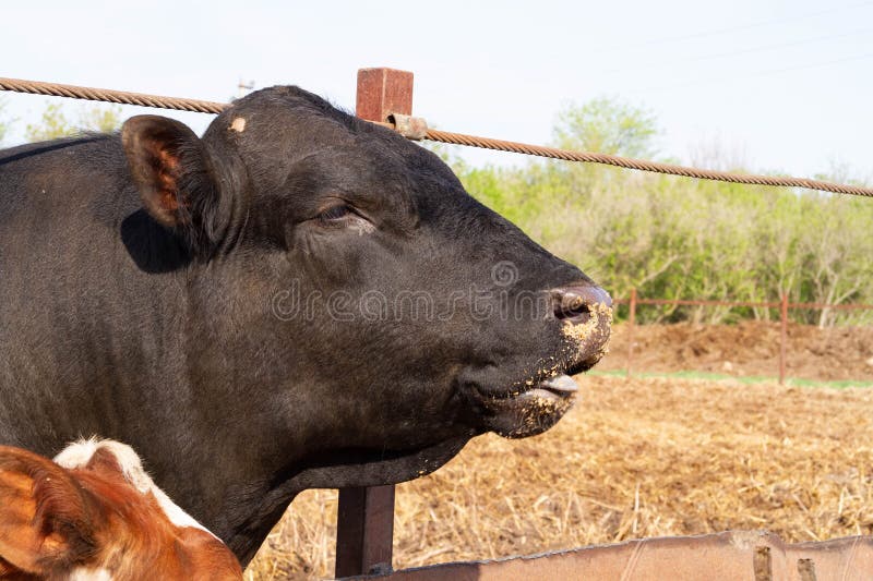 A Herd of Cows on a Farm. Livestock Complex. Raising Cattle Stock Image ...