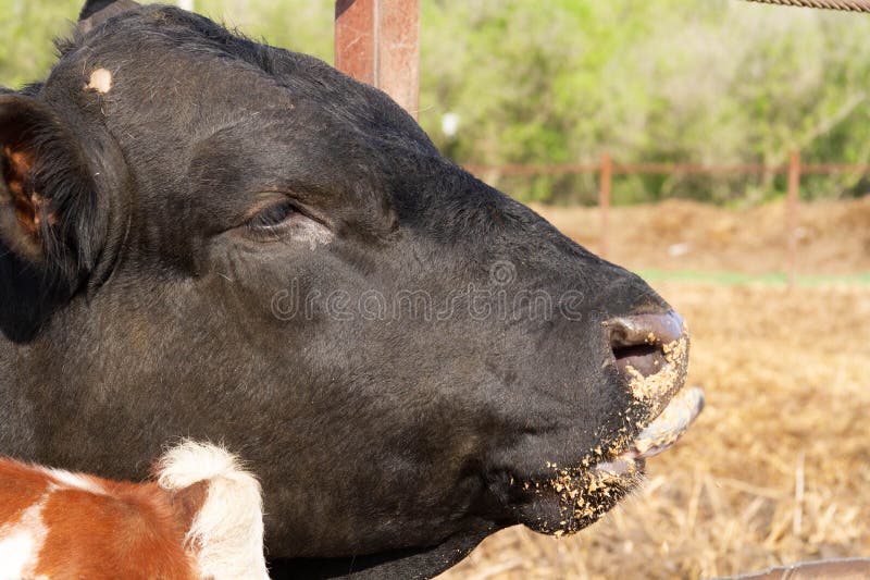 A Herd of Cows on a Farm. Livestock Complex Stock Photo - Image of ...