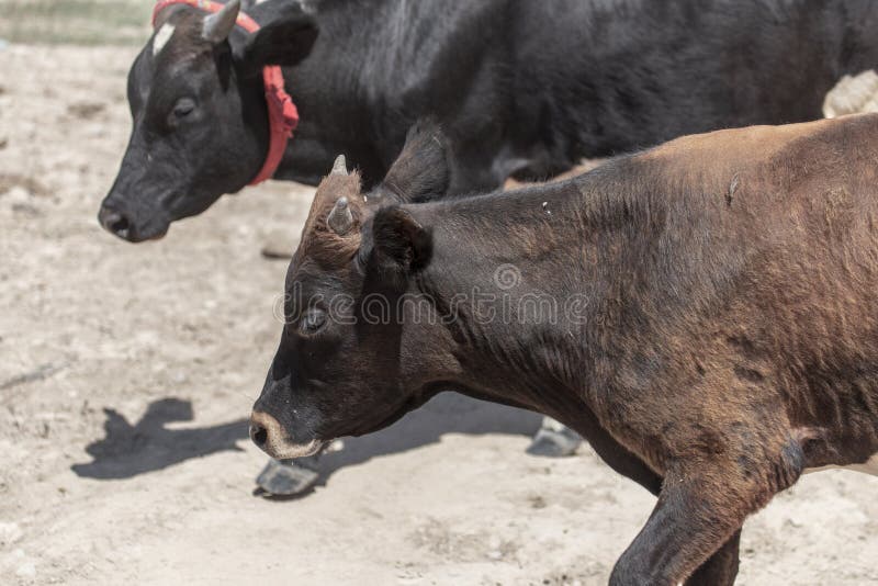 Herd of Cows Go on the Ground in Nature Stock Image - Image of culture ...