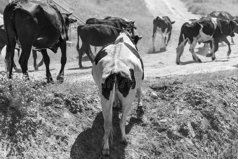 Herd of Cows Go on the Ground in Nature Stock Photo - Image of view ...