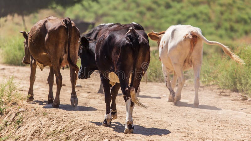 Herd of Cows Go on the Ground in Nature Stock Photo - Image of outdoors ...
