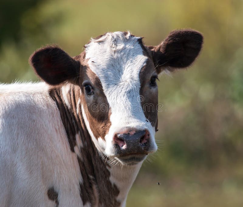 A Herd of Cows and Gobies for a Walk Stock Image - Image of cows, walk ...