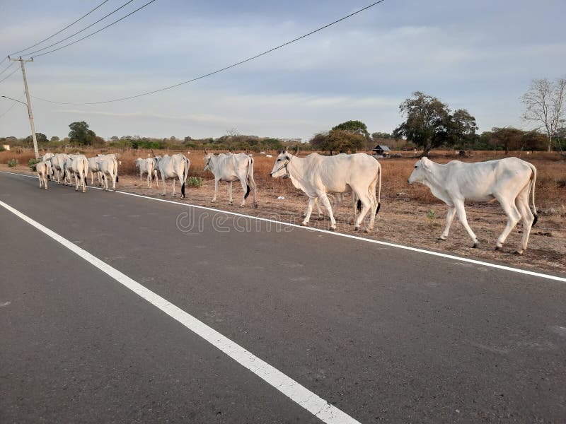 Herd of Cows Going Home stock image. Image of cows, home - 256221397