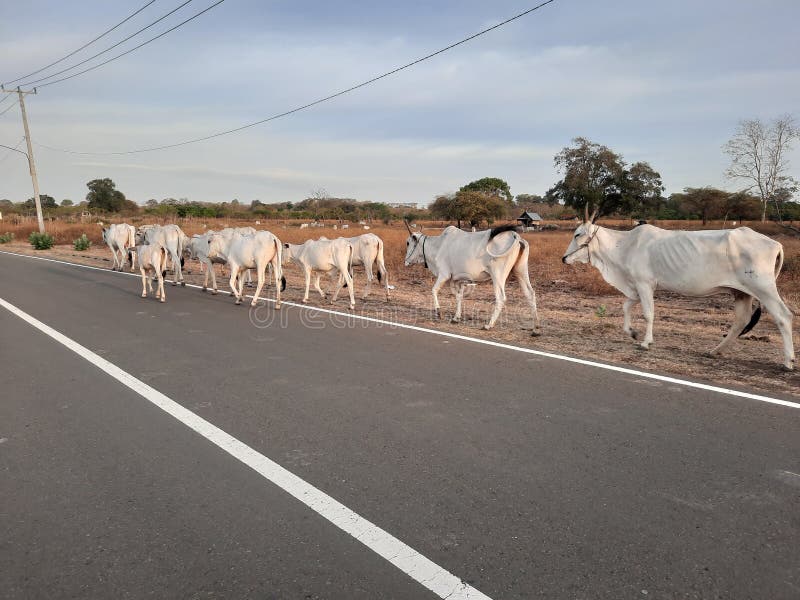 Herd of Cows Going Home stock image. Image of cows, farm - 256221419