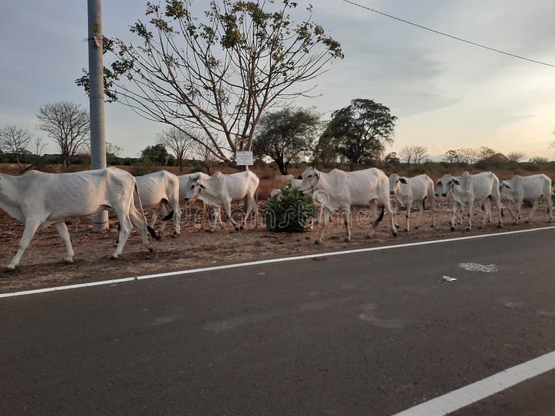 Herd of Cows Going Home stock photo. Image of plant - 256221600