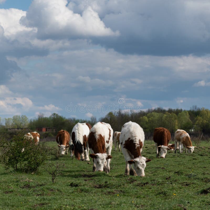 Herd of Cows Graze in Pasture Front View Stock Photo - Image of health ...