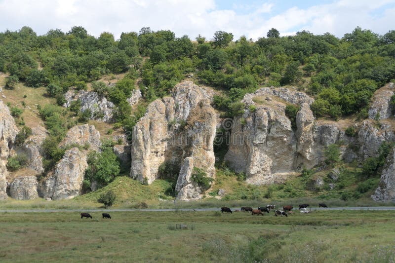 A Herd of Cows Grazing at the Base of Some Rocks Stock Image - Image of ...