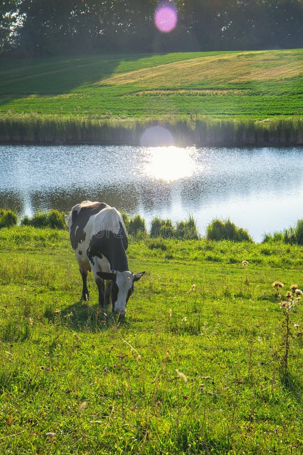 A cow by the river stock photo. Image of livestock, landscape - 120245906