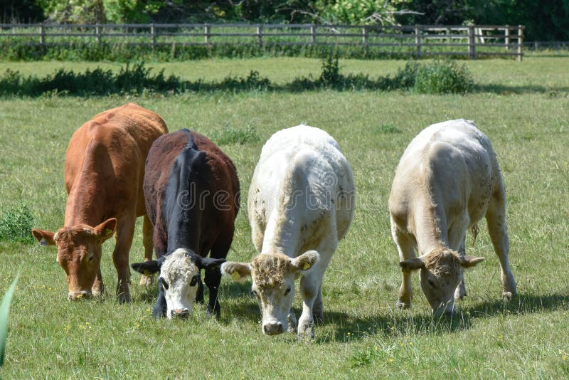 Herd of Cows Grazing in the Field Eating Grass they are Free Range ...