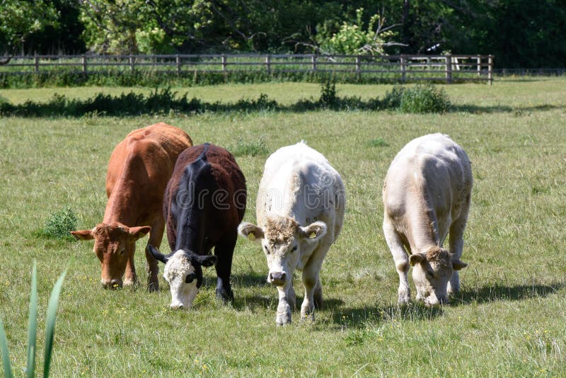 Herd of Cows Grazing in the Field Eating Grass they are Free Range ...