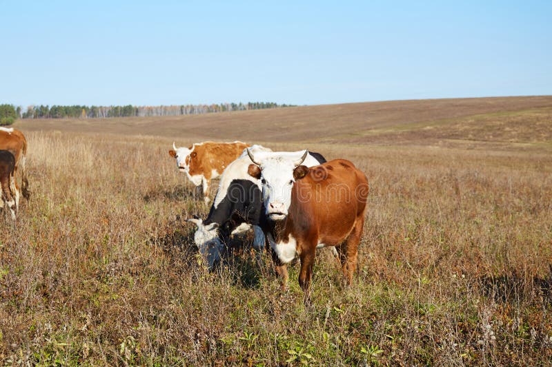 A Herd of Cows Grazing in a Meadow Stock Image - Image of brown ...