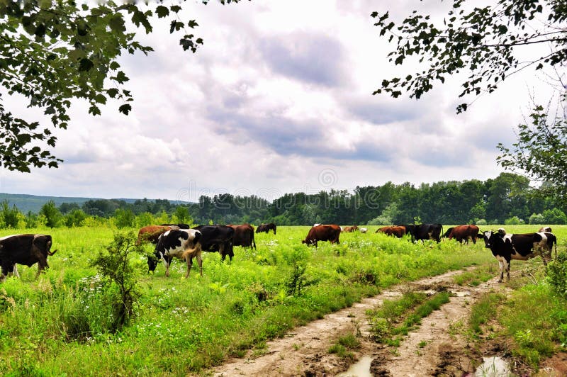 Herd of Cows Grazing in Meadow Stock Image - Image of dairy, grass ...