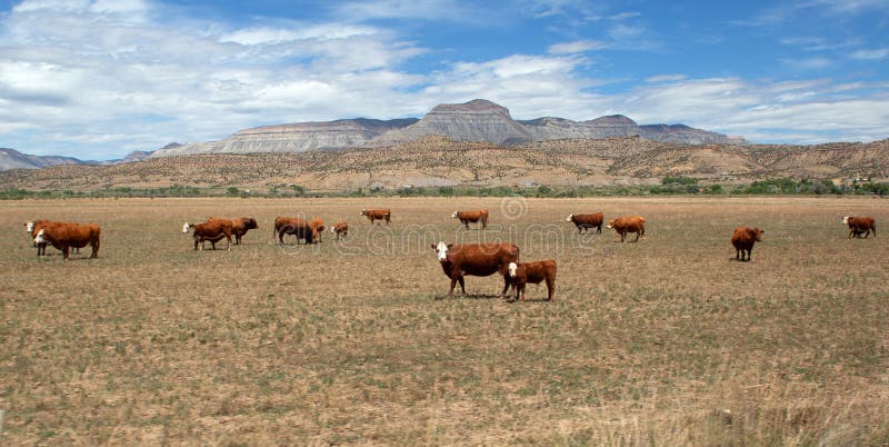 A Herd of Cows Grazing before a Mountain Stock Photo - Image of large ...