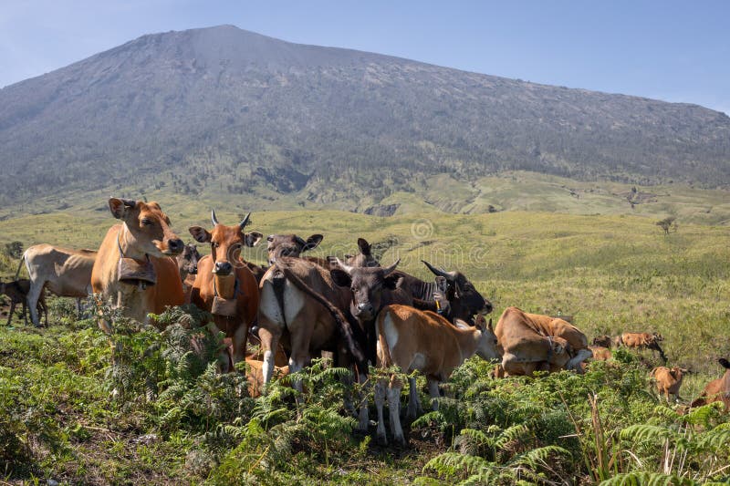 Herd of Cows Grazing Near a Volcano in Lombok Stock Photo - Image of ...