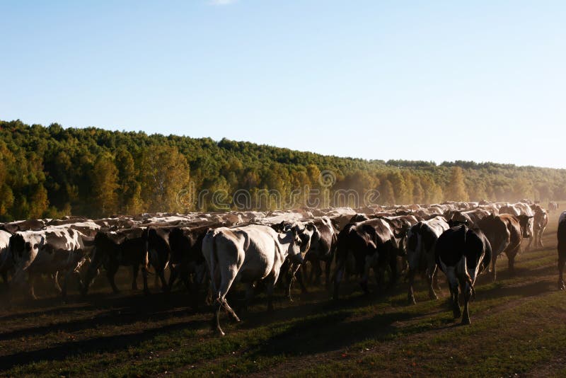 Herd of Cows Grazing in Open Field Under Clear Blue Sky with Forest in ...