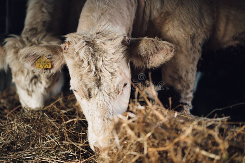 Herd of Cows Grazing in a Rustic Barn Setting. Stock Image - Image of ...