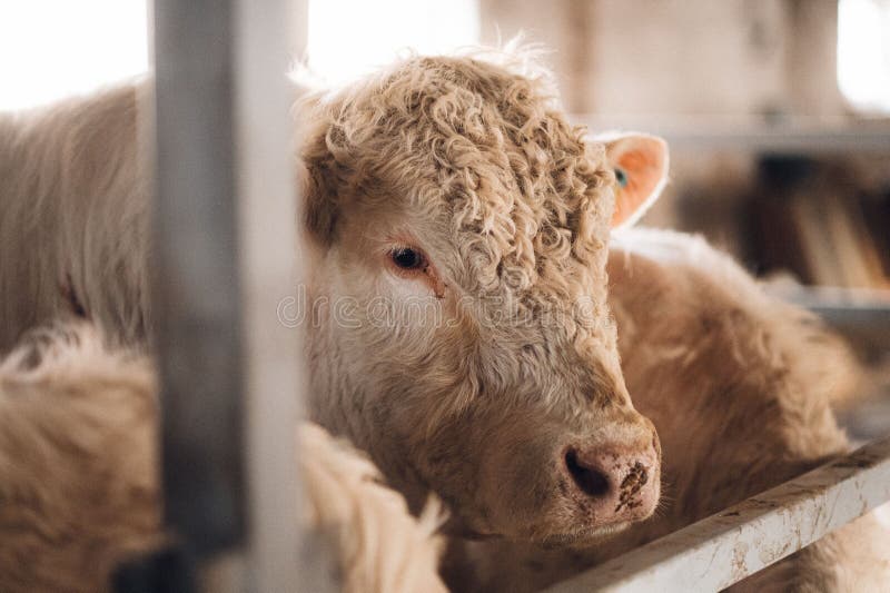 Herd of Cows Grazing in a Rustic Barn Setting. Stock Photo - Image of ...