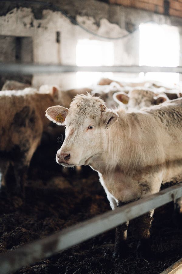 Herd of Cows Grazing in a Rustic Barn Setting. Stock Photo - Image of ...