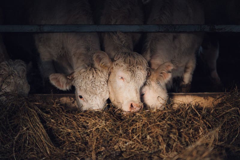 Herd of Cows Grazing in a Rustic Barn Setting. Stock Image - Image of ...