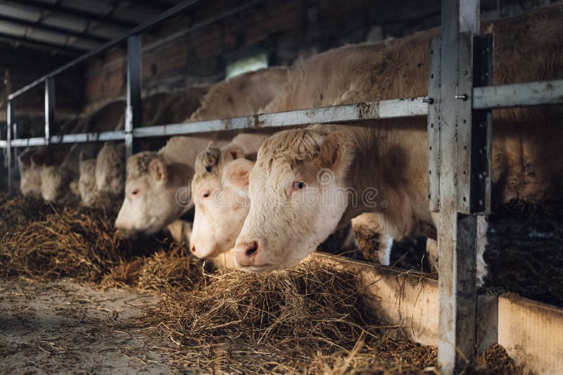 Herd of Cows Grazing in a Rustic Barn Setting. Stock Image - Image of ...