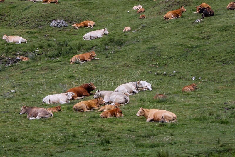 Herd of Cows in Green Field Stock Photo - Image of farming, grass ...