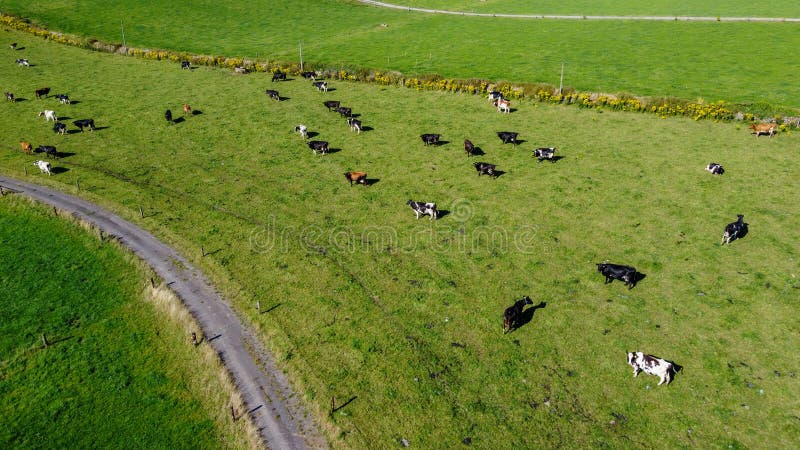 A Herd of Cows on a Green Field of Grass, Top View Stock Photo - Image ...