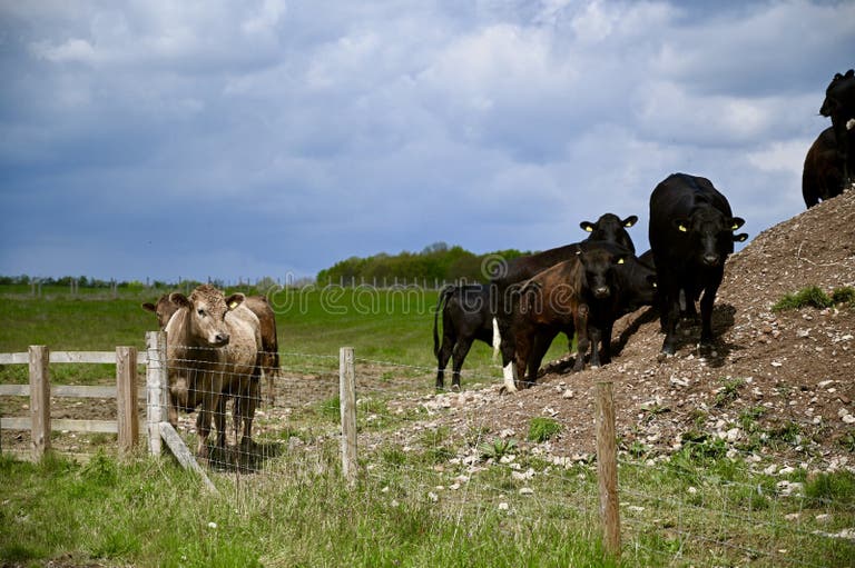 Herd of Cows Looking Dramatic Stock Photo - Image of field, beef: 148530316