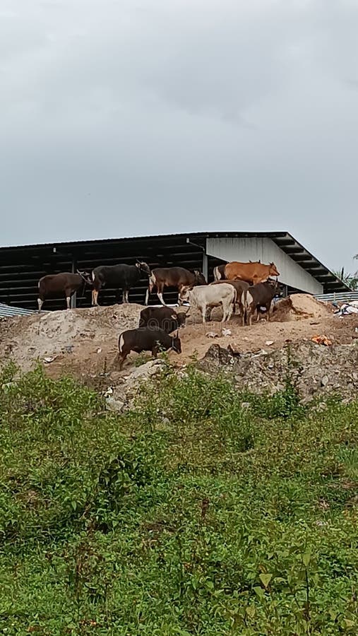 A Herd of Cows Looking for Food in the Factory Area Stock Image - Image ...